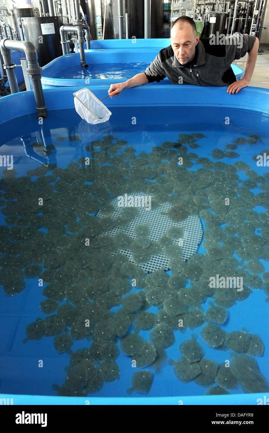 Marcus Thon tries to catch a turbot with a ring net set at Centre for ...