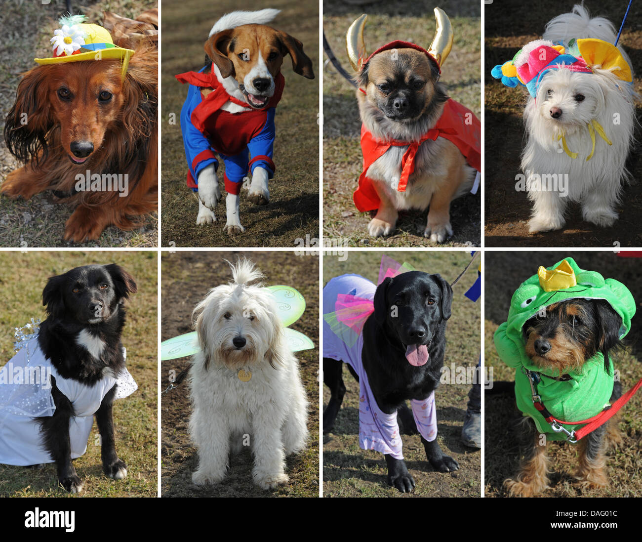 A combined picture of dogs wearing carnival costumes in Straubing ...