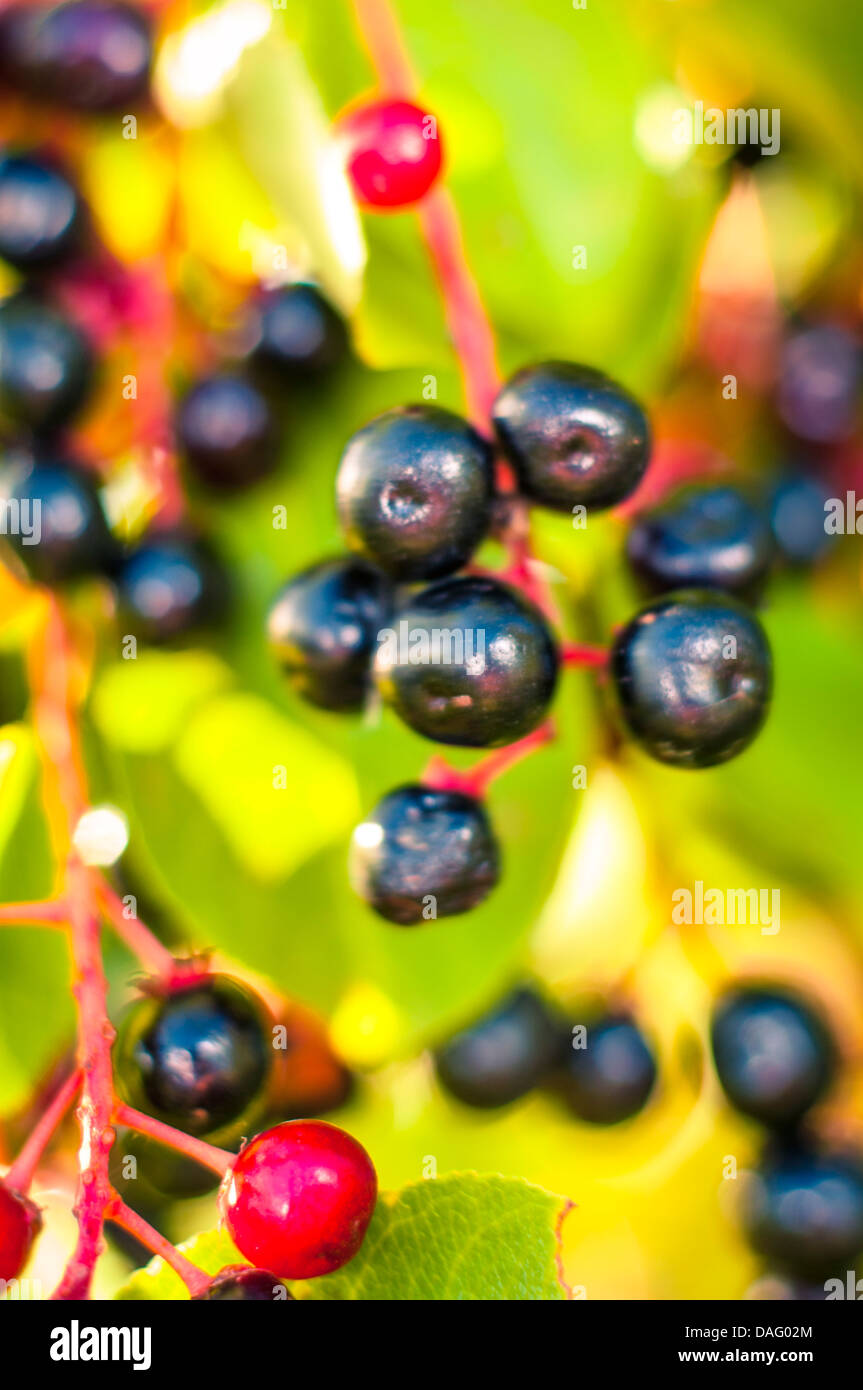 An image of aronia fruits Stock Photo - Alamy