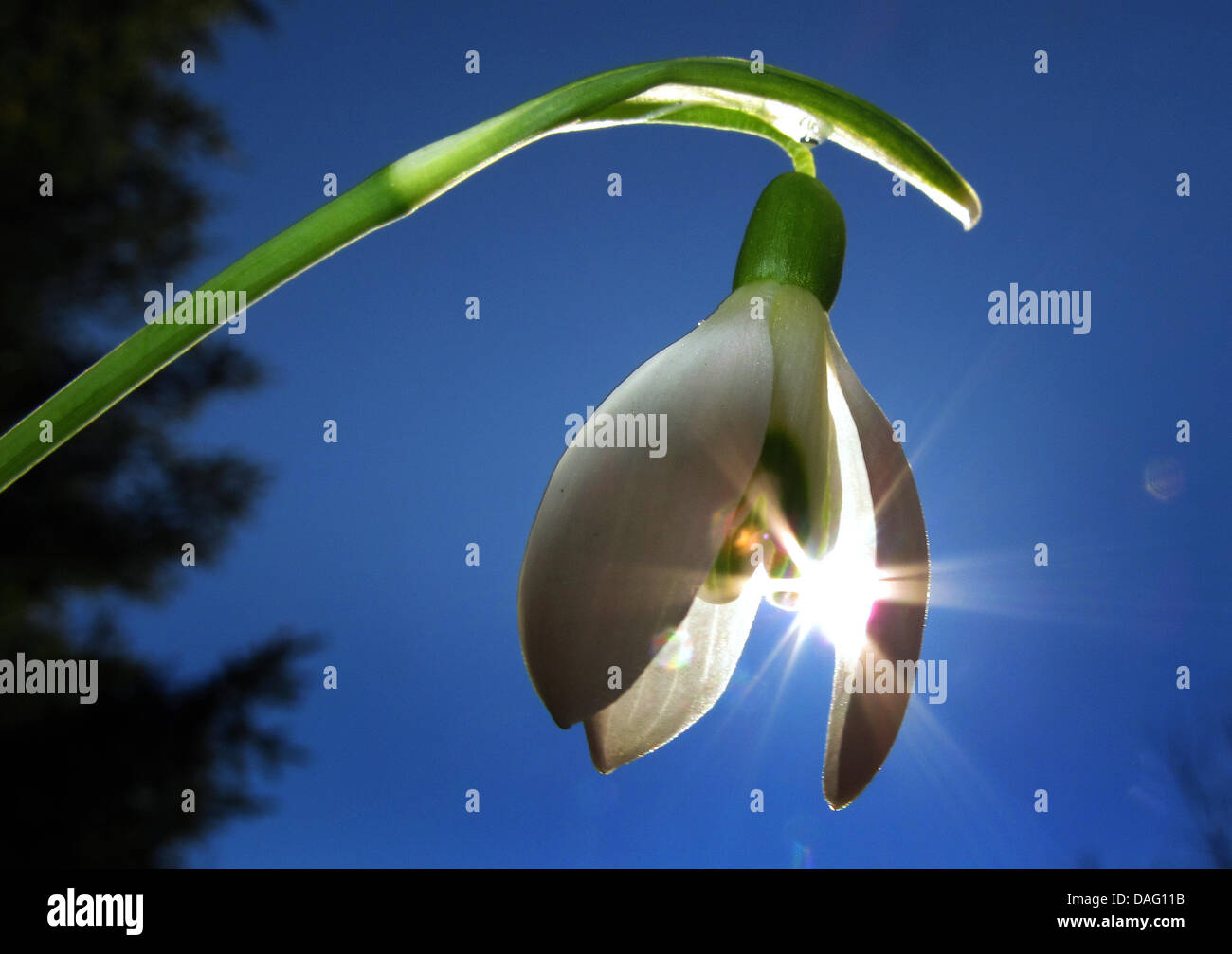 A snowdrop flower is pictured in front of a sunny blue sky in Kempten ...