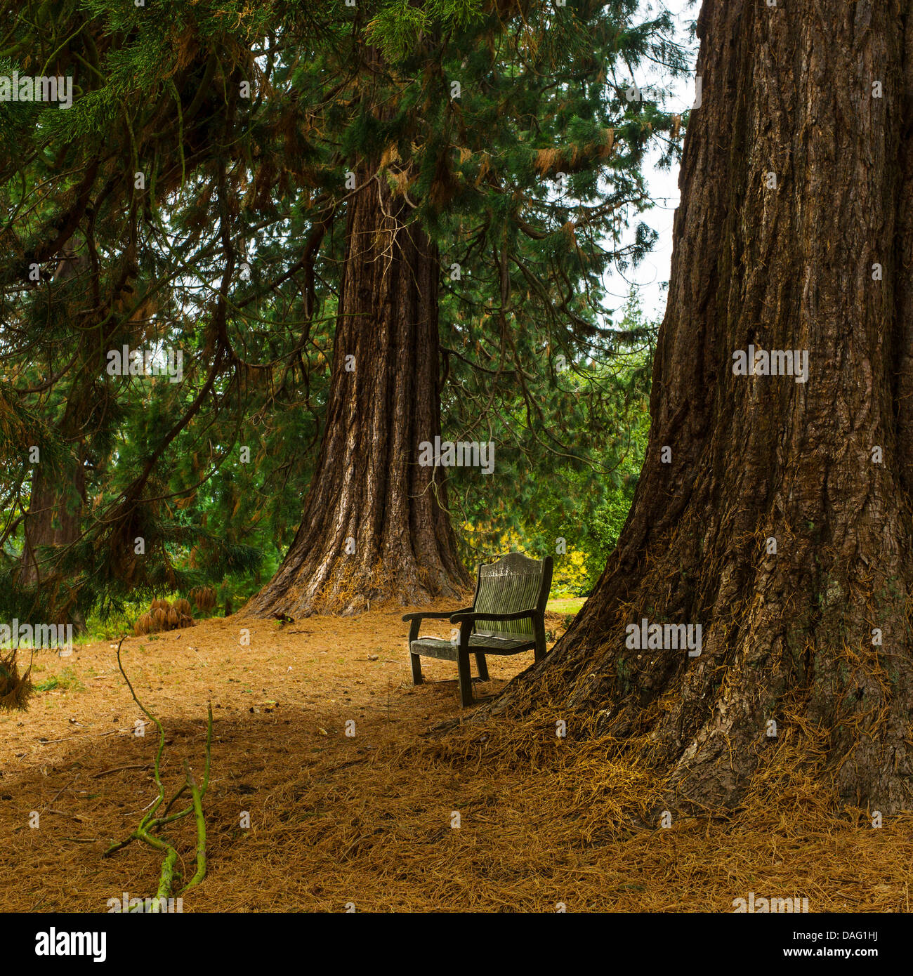 A bench beneath two Sequoia trees Stock Photo - Alamy