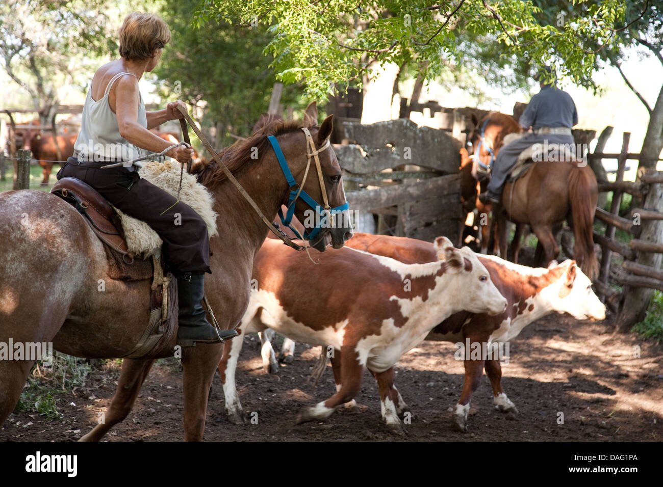 Cattle ranch woman horse hi-res stock photography and images - Alamy