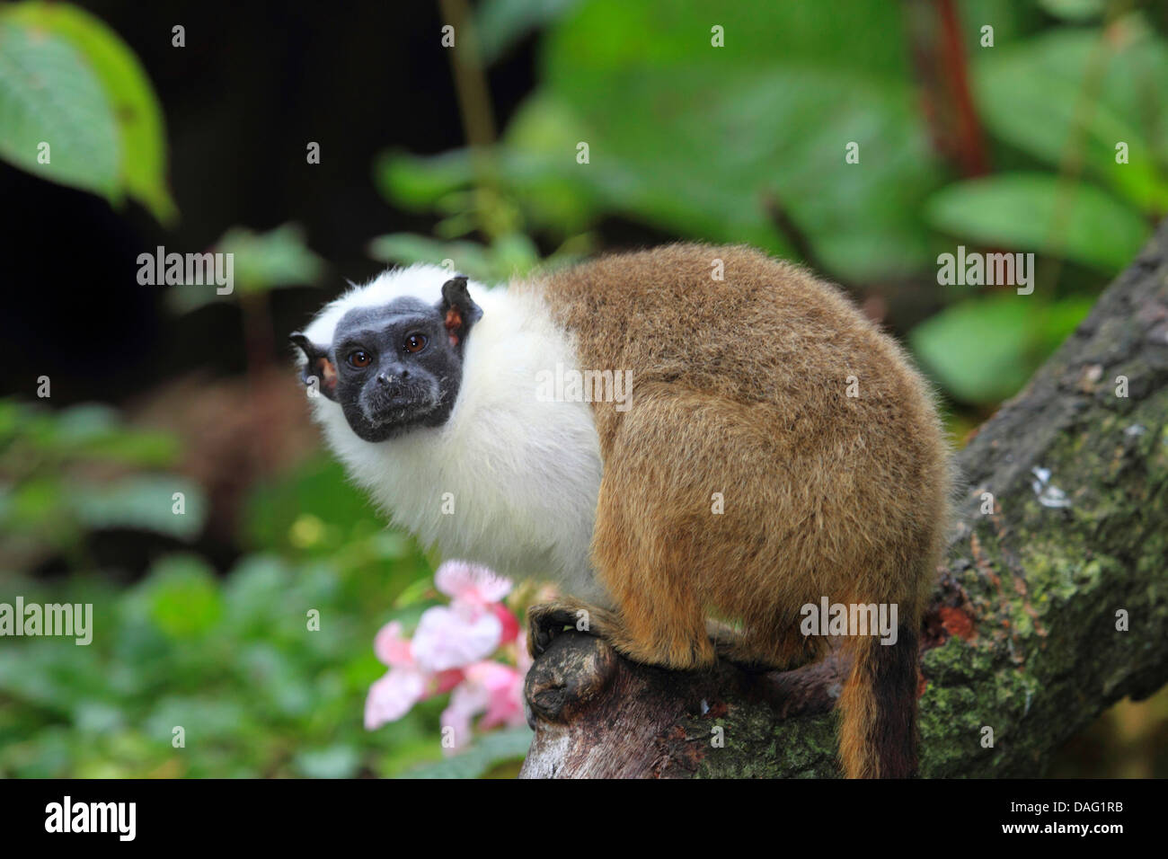 Pied tamarin (Saguinus bicolor), sitting on a branch Stock Photo - Alamy