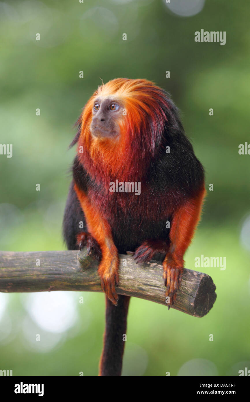 golden-headed lion tamarin, gold and black lion tamarin (Leontopithecus ...
