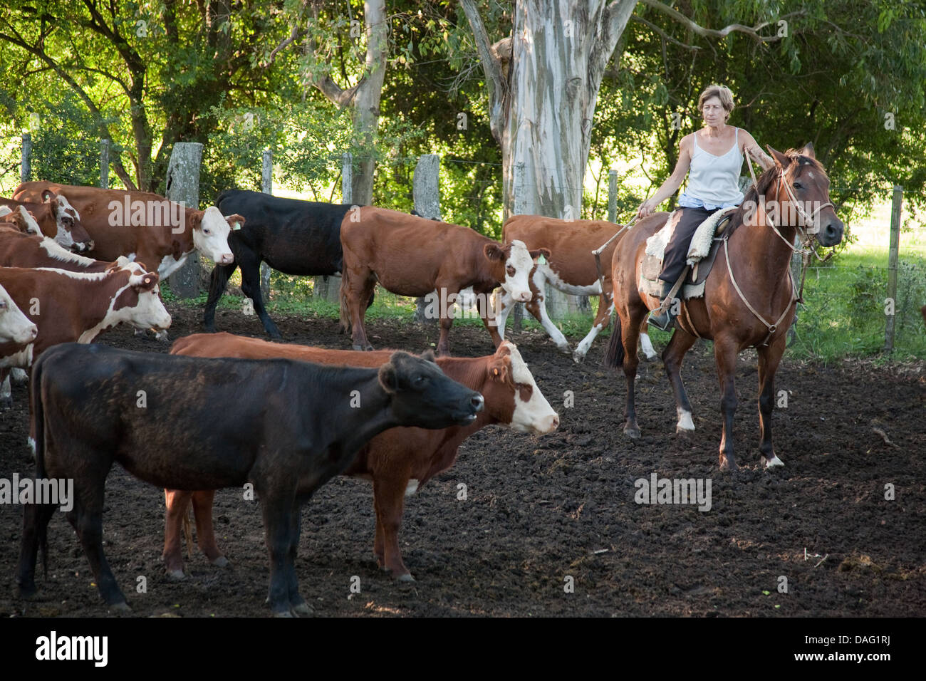 Cattle ranch woman horse hi-res stock photography and images - Alamy