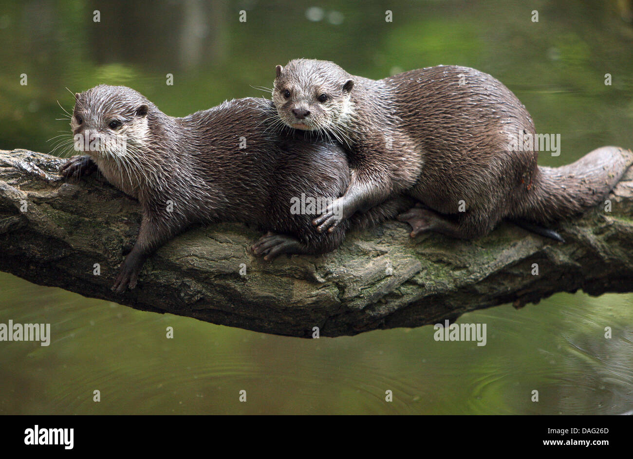 A file picture taken on 21 May 2008 shows two otters on a branch in a ...