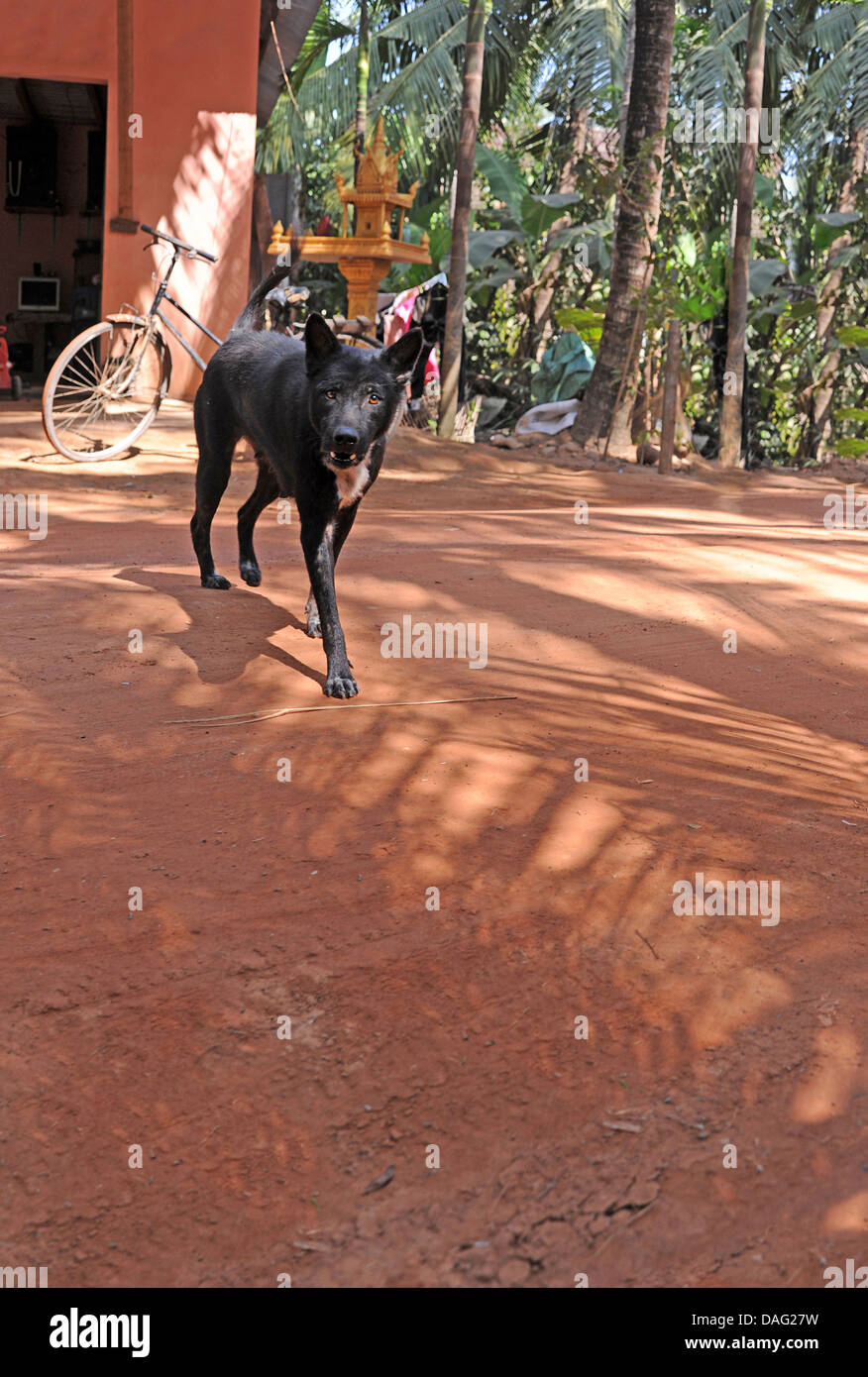 Aggressive dog hi-res stock photography and images - Alamy