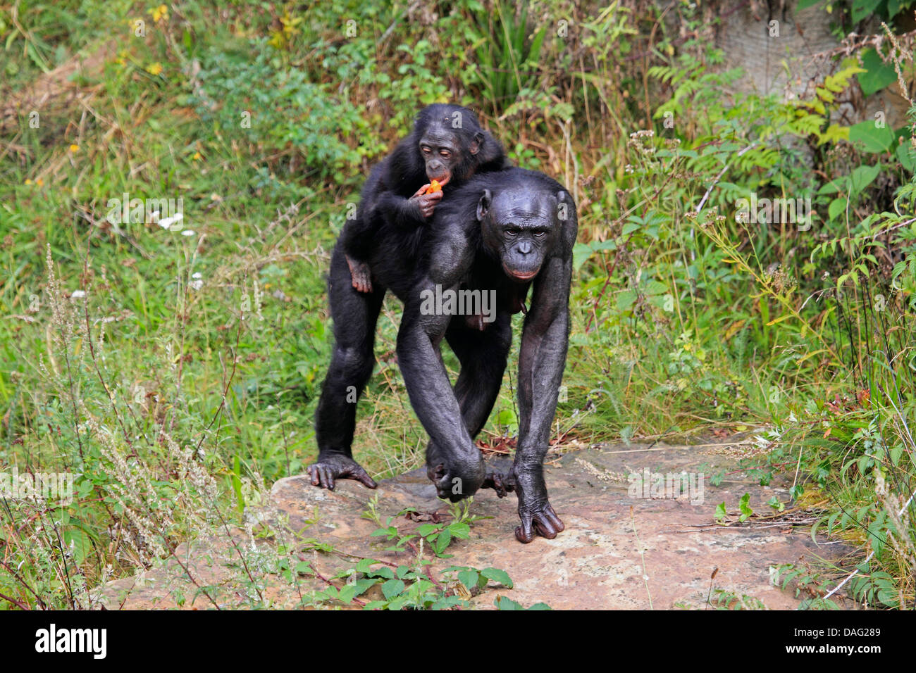 bonobo, pygmy chimpanzee (Pan paniscus), mother walking over a rock in ...