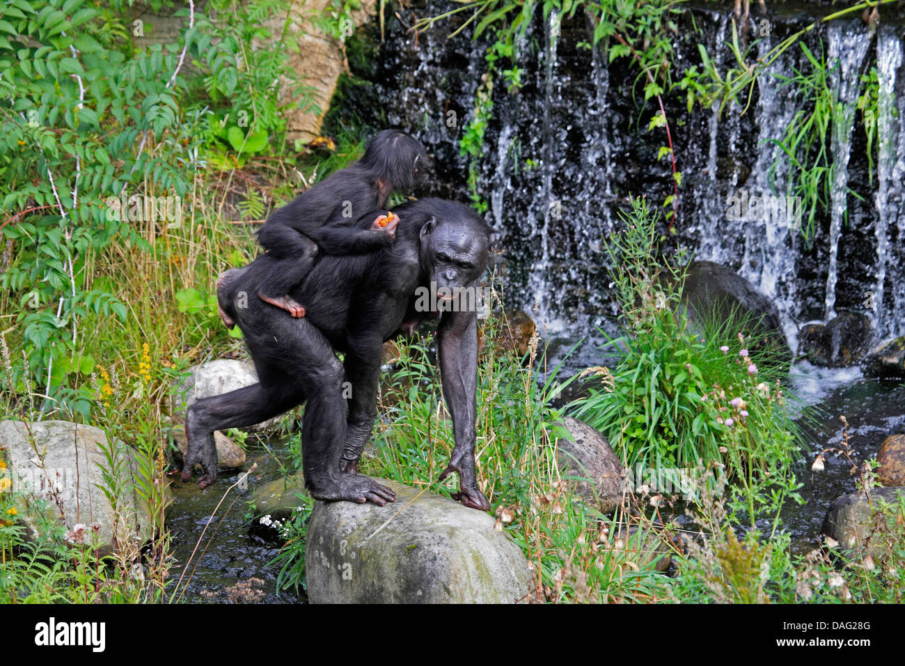 bonobo, pygmy chimpanzee (Pan paniscus), mother crossing a brook in a ...