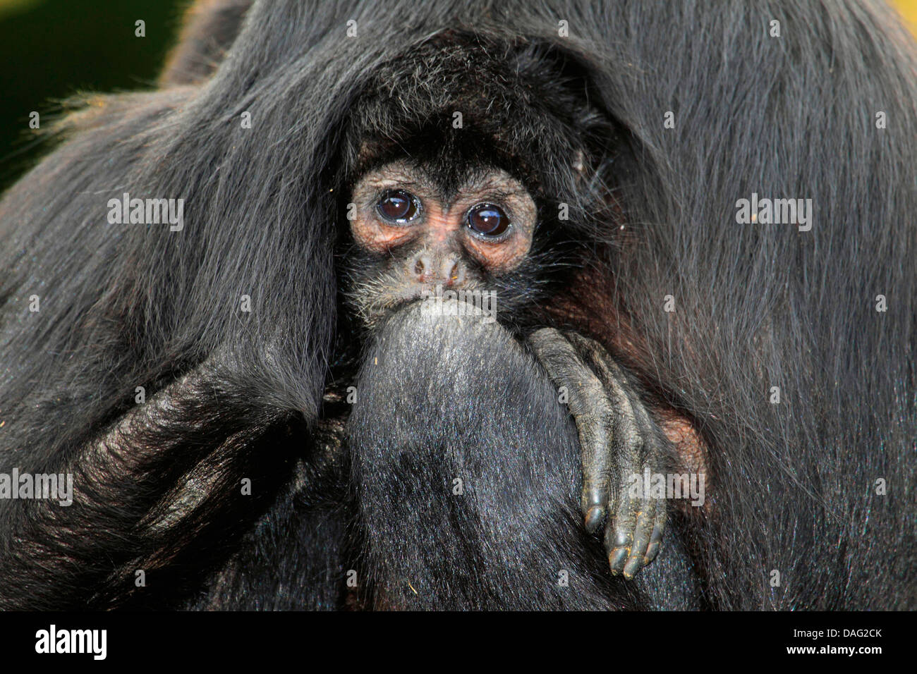 Brown-headed spider monkey (Ateles fusciceps), portrait of a juvenile ...