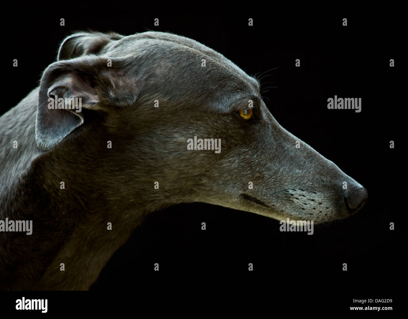Portrait of a Greyhound Stock Photo - Alamy