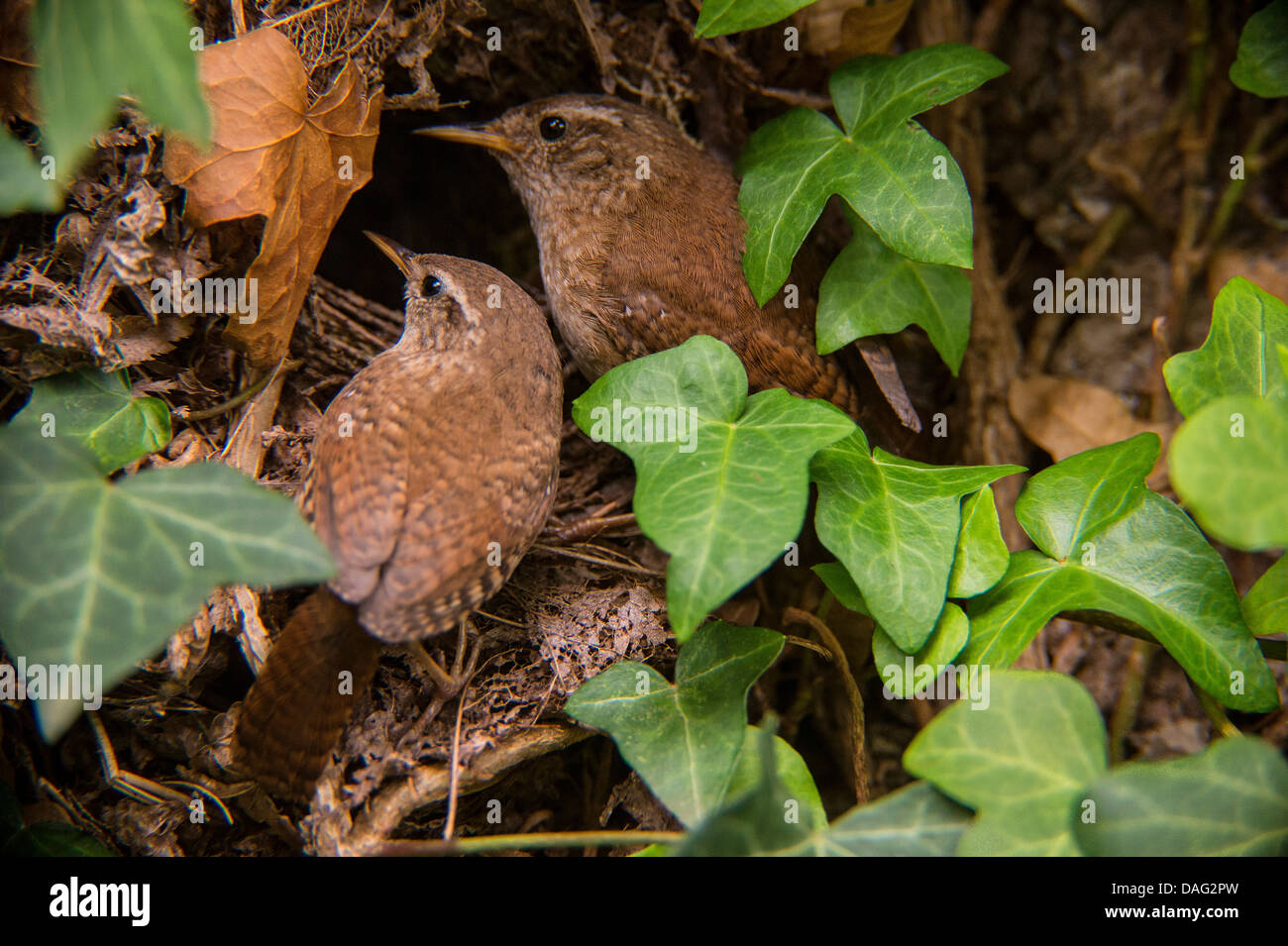 European wren pair hi-res stock photography and images - Alamy
