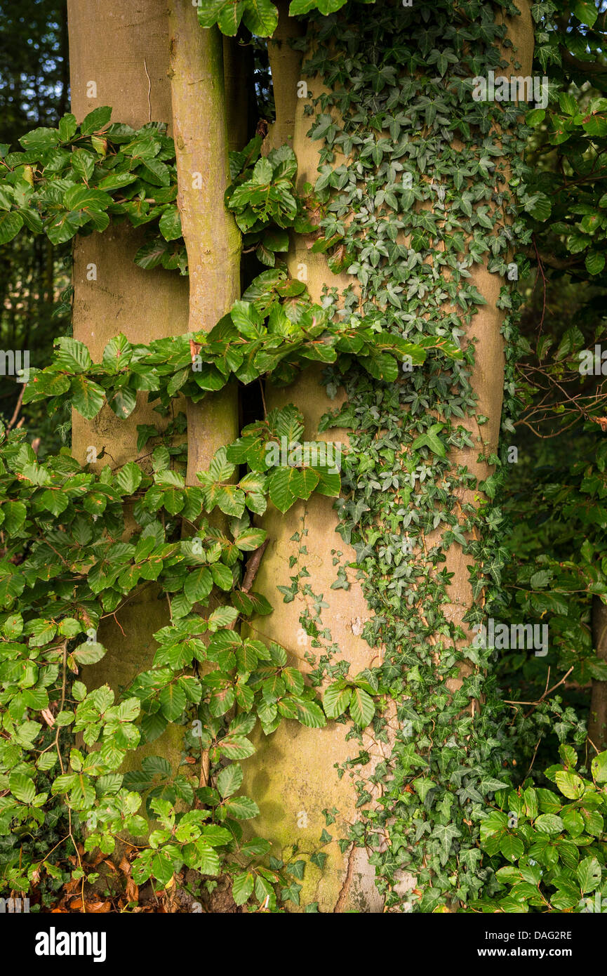 English ivy climbing tree hi-res stock photography and images - Alamy