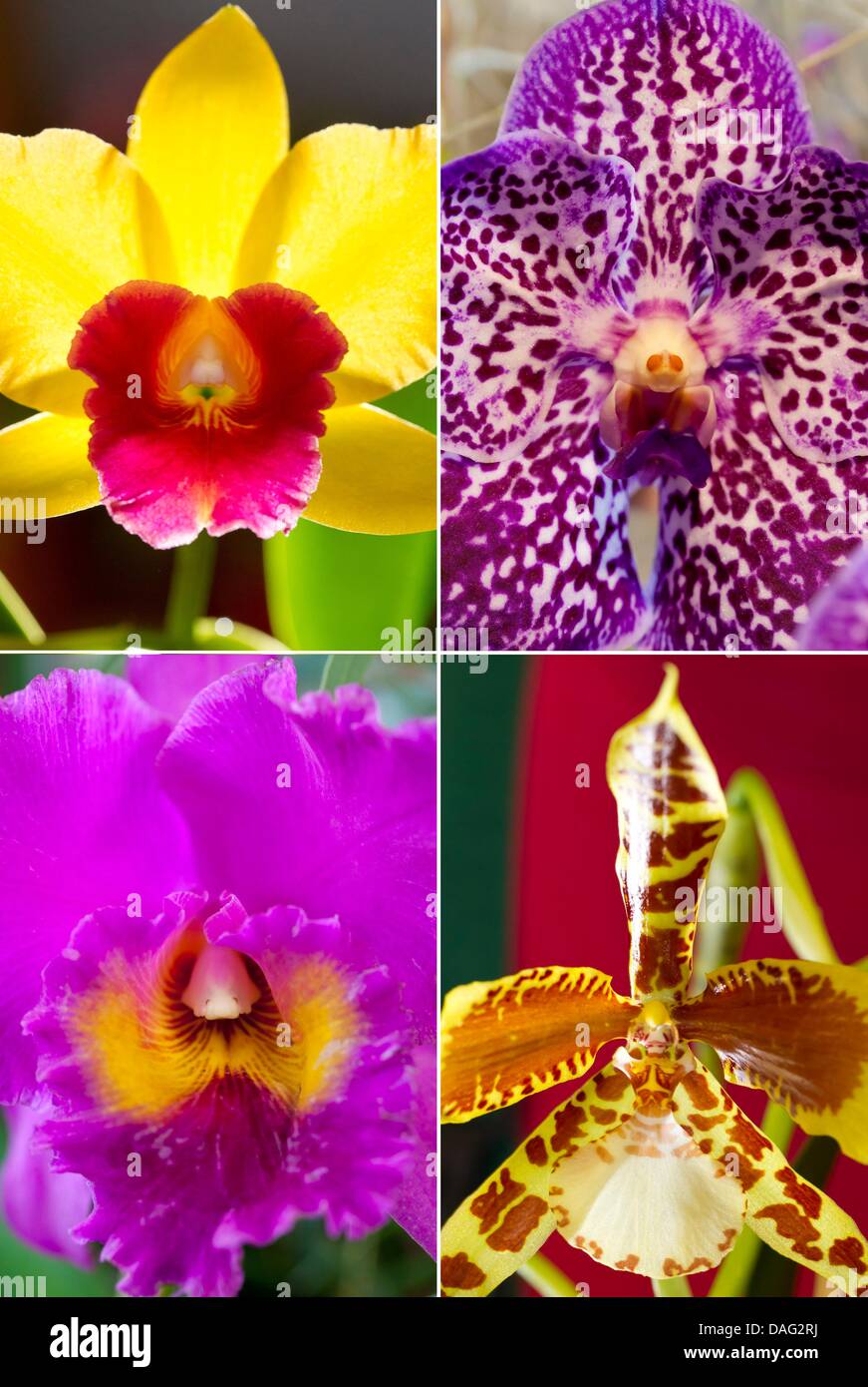 A composite picture of various orchids in Erfurt, Germany, 03 March ...