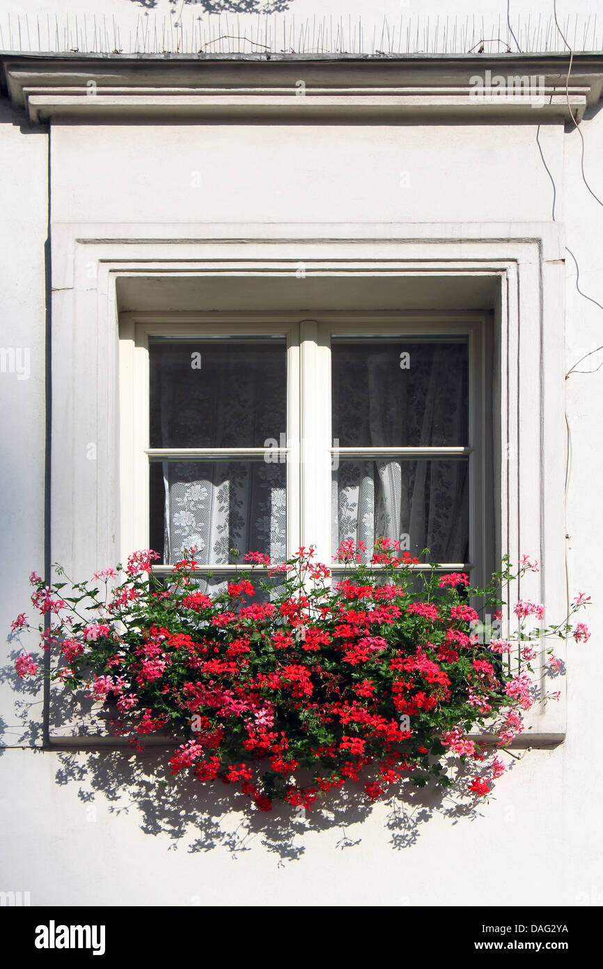 window with flowers Stock Photo - Alamy