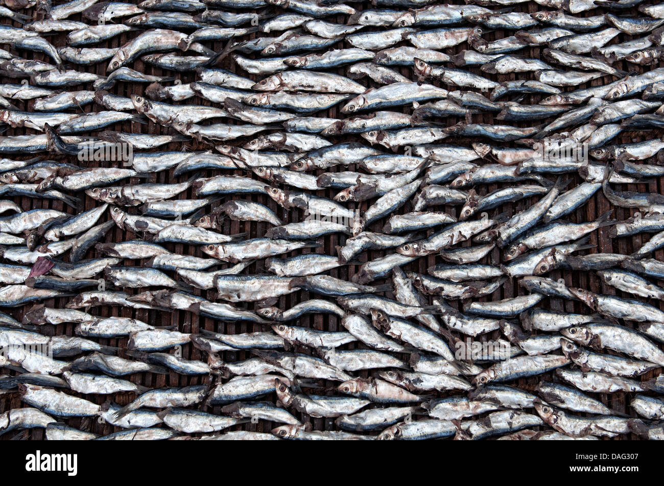 Fish on the beach. Puri, Orissa, India Stock Photo - Alamy