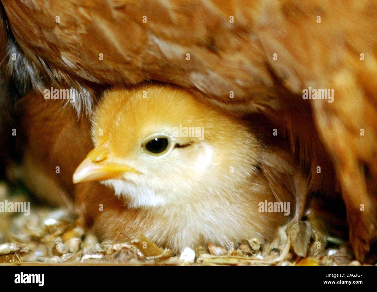Chicks under hen hi-res stock photography and images - Alamy