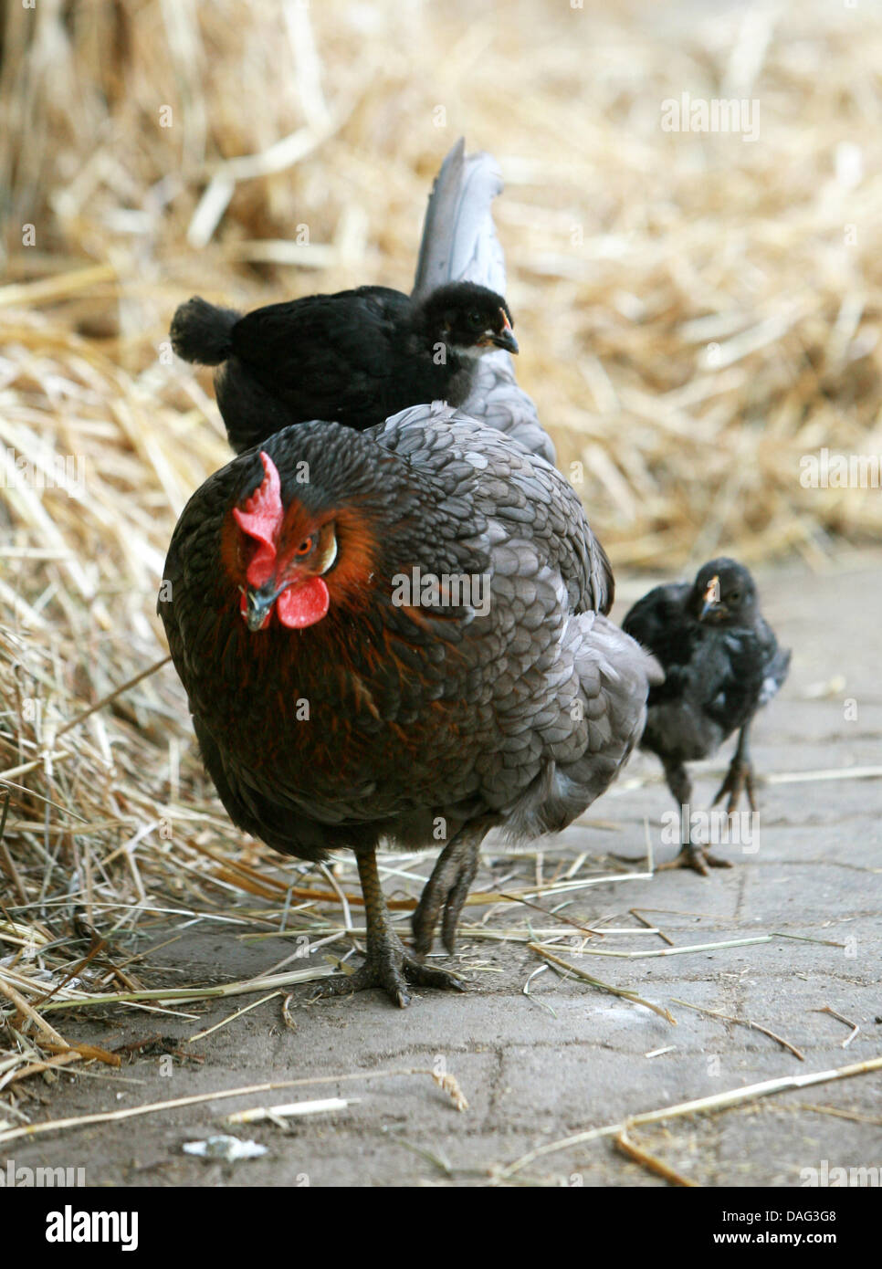 Hen and chicken bristol hi-res stock photography and images - Alamy