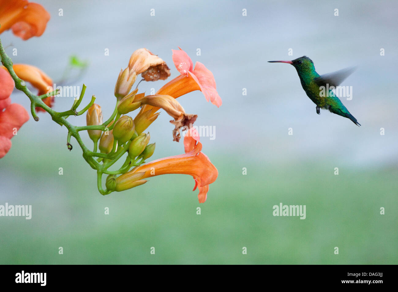 A green hummingbird hovers in front of flowers in Cordoba province ...