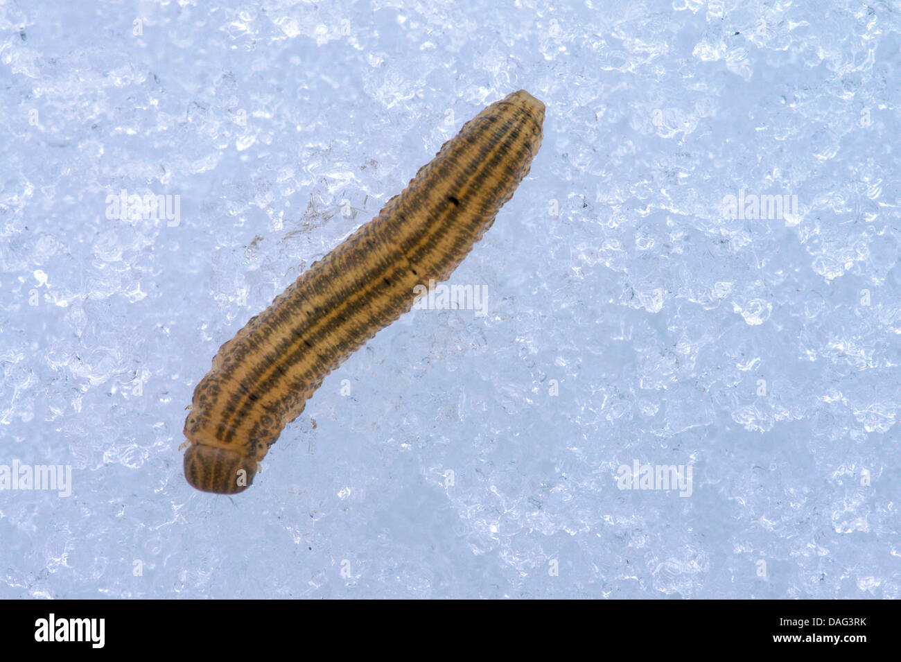 caterpillar of a Noctuidae in snow, Germany, Bavaria, Oberbayern, Upper ...