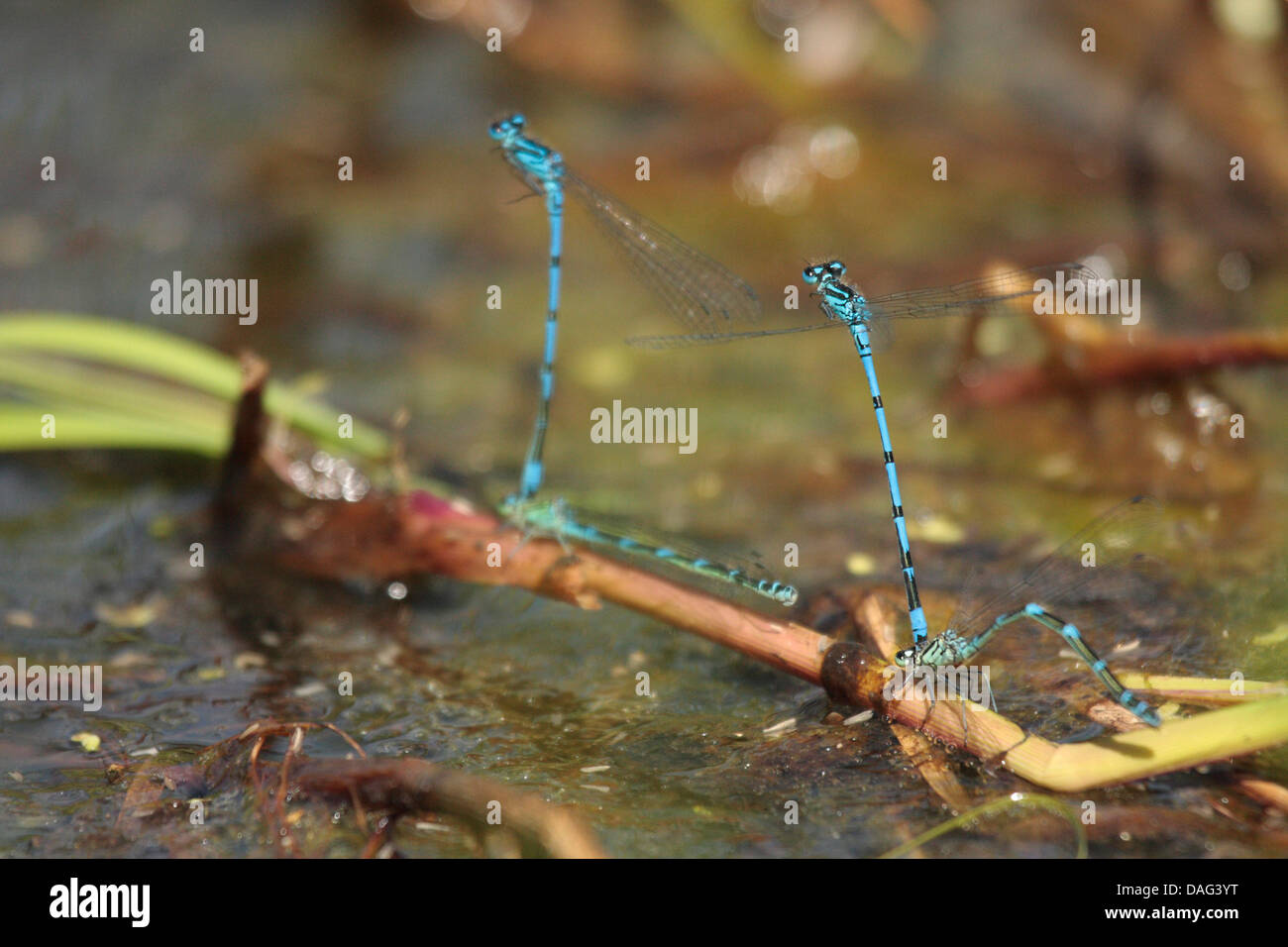 Blue Damselflies mating and egg laying Stock Photo - Alamy