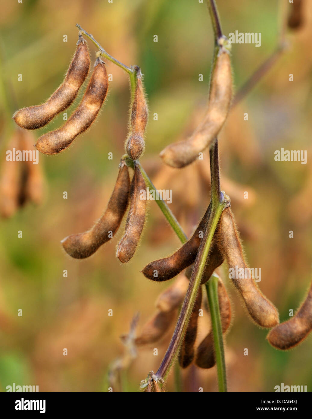 Soy beans are pictured on plants in Eichstetten, Germany, 7 September ...