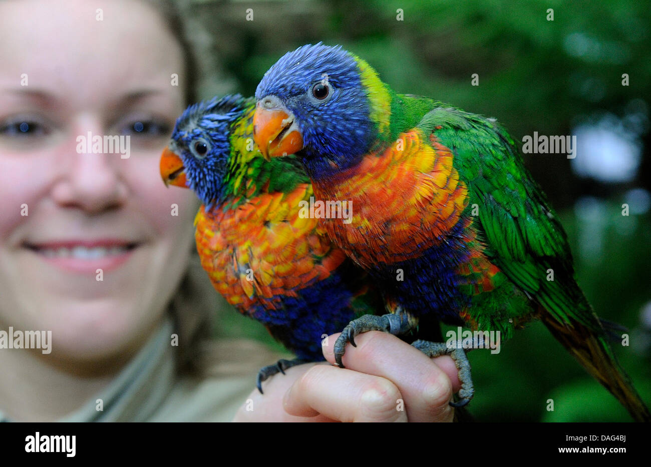 Two small Australian parrots, so-called Loris, sit on the hand of ...