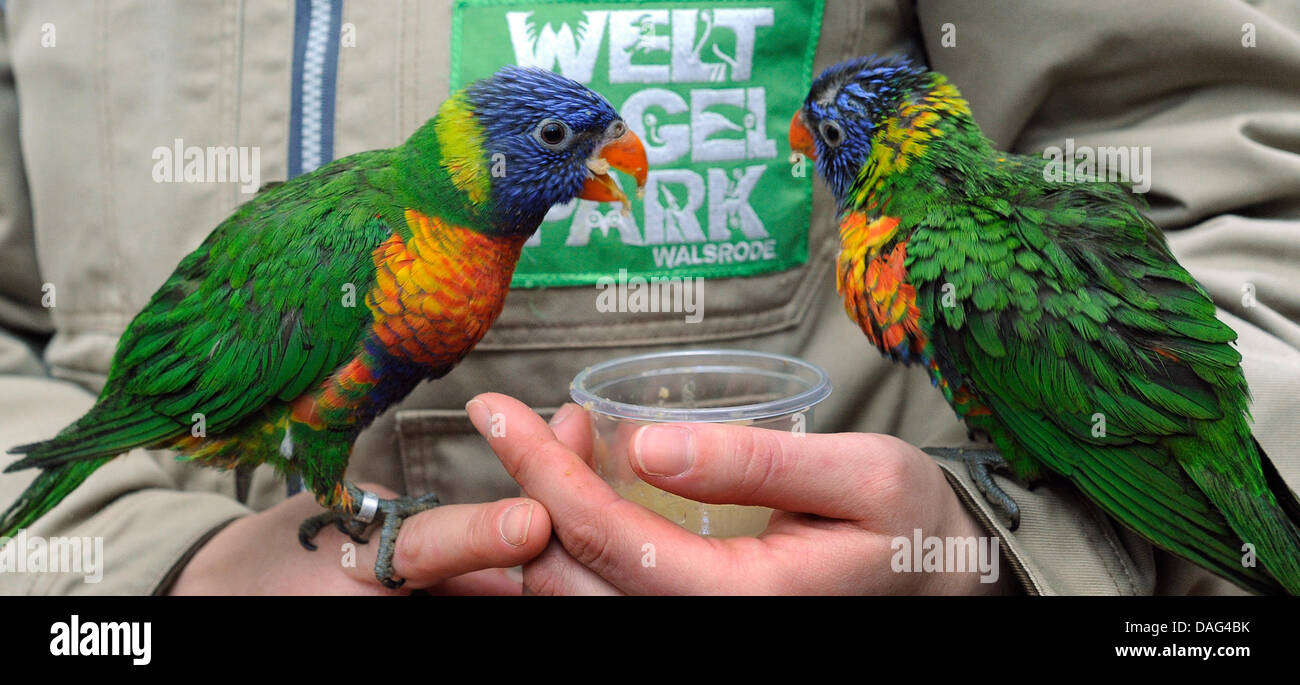Two small Australian parrots, so-called Loris, sit on the hand of ...