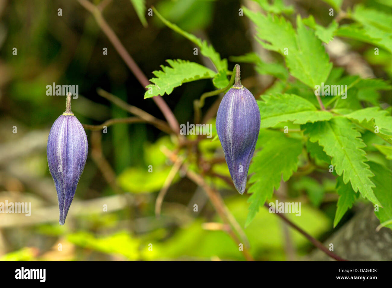 Alpine clematis (Clematis alpina), in bud, Italy, South Tyrol ...
