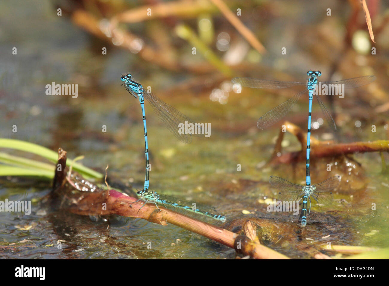 Blue Damselflies mating and egg laying Stock Photo - Alamy
