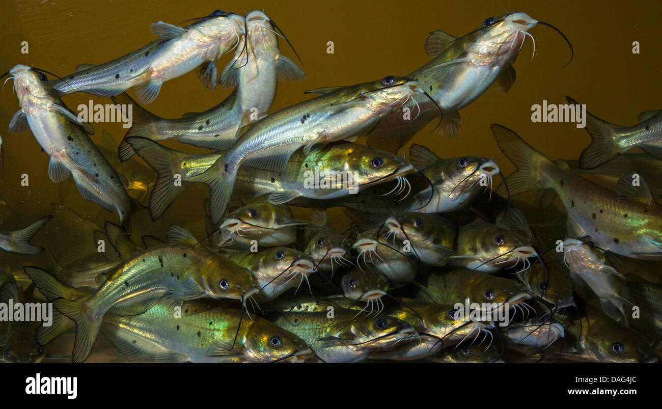 Catfish aquaculture hi-res stock photography and images - Alamy