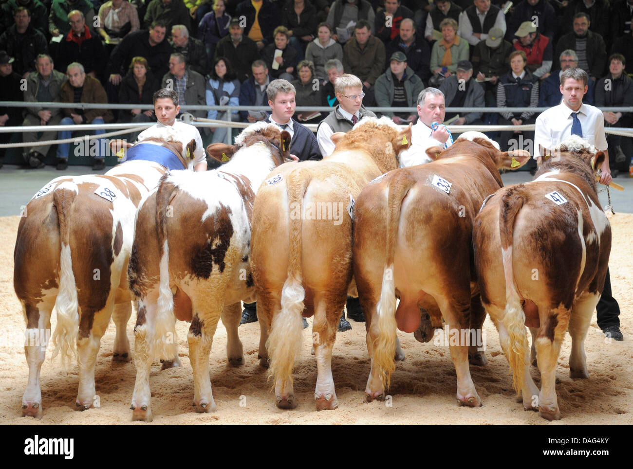 Simmental breeding hi-res stock photography and images - Alamy