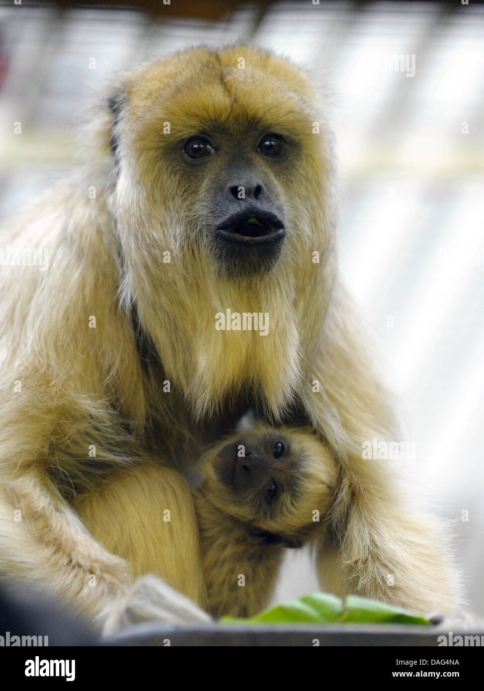 Female black howler monkey Ipanema carries its baby in the zoo of ...