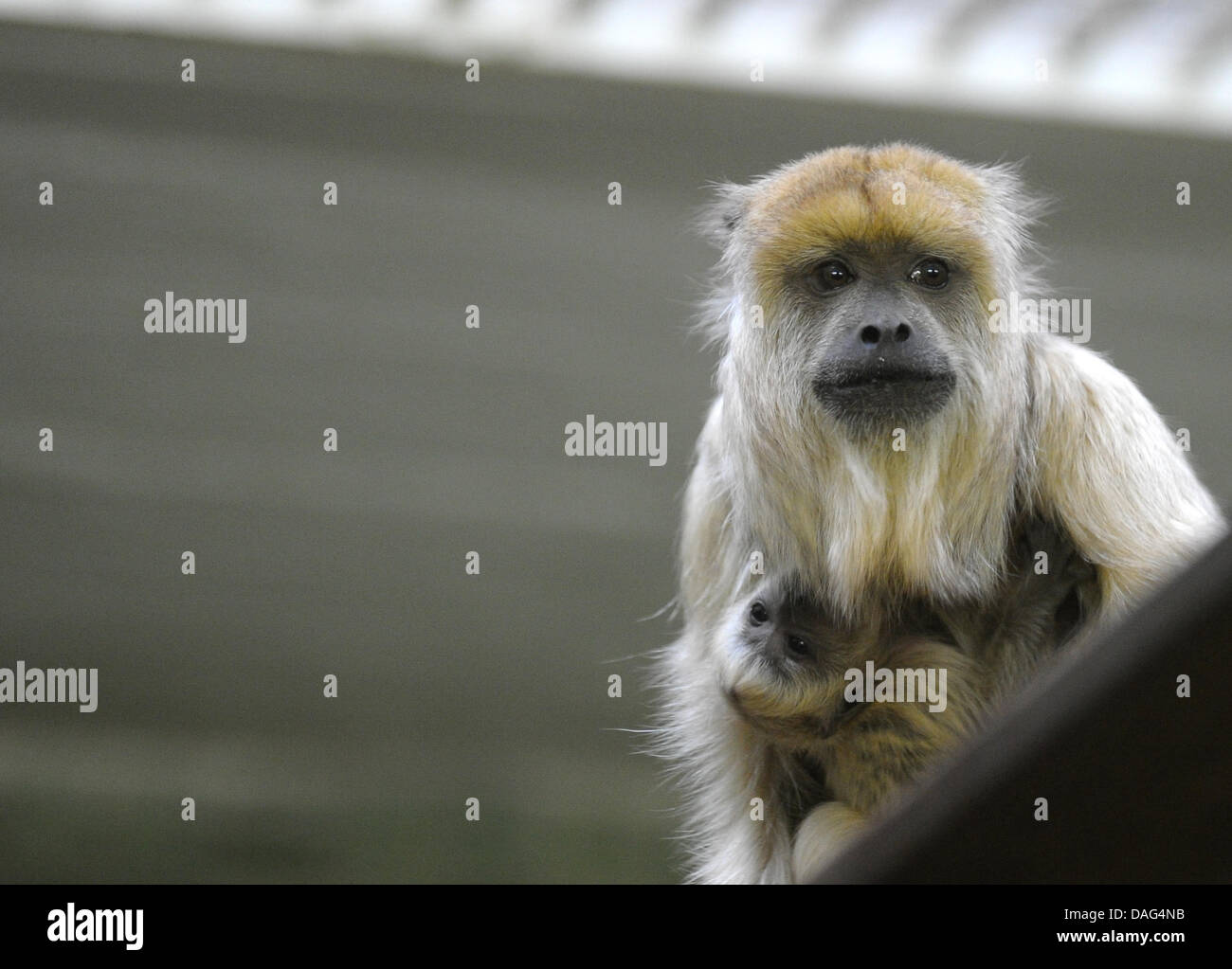 Female black howler monkey Ipanema carries its baby in the zoo of ...