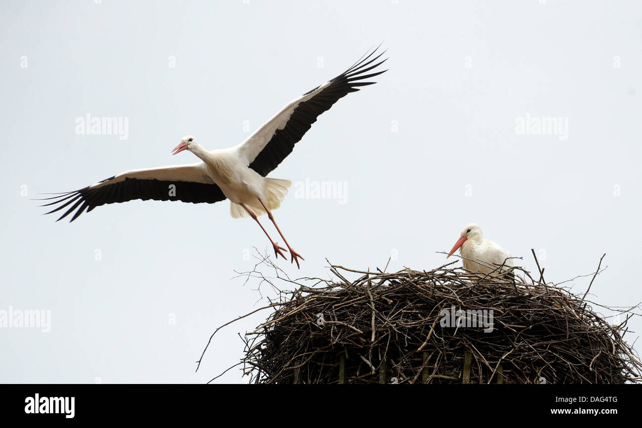 Stork Fridolin flies from the next at nesting spot NABU in the bird ...