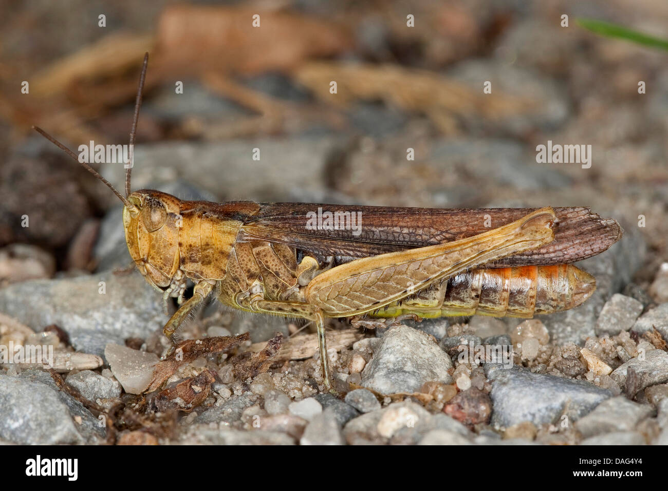 Field grasshopper, Common field grasshopper (Chorthippus brunneus ...