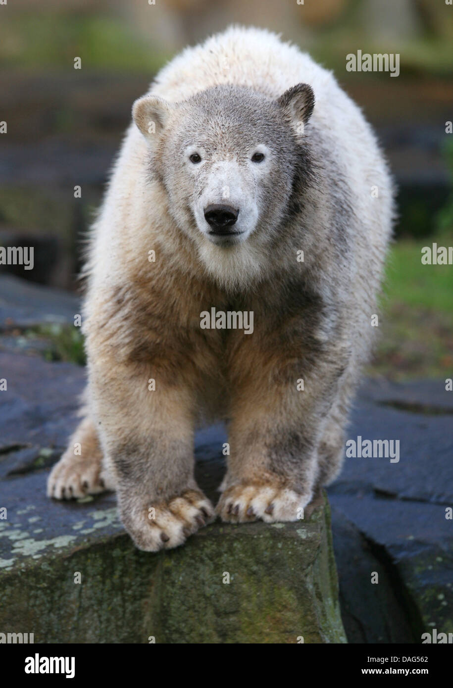 A file picture taken on 5 December 2007 shows Berlin's famous Knut the ...