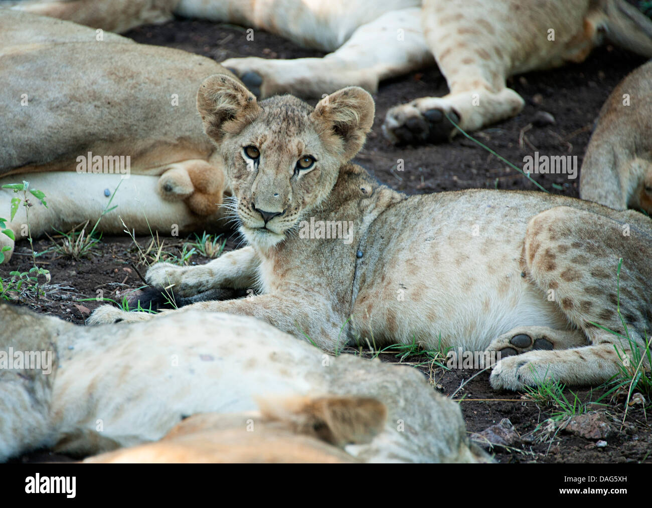 Afternoon heat africa hi-res stock photography and images - Alamy