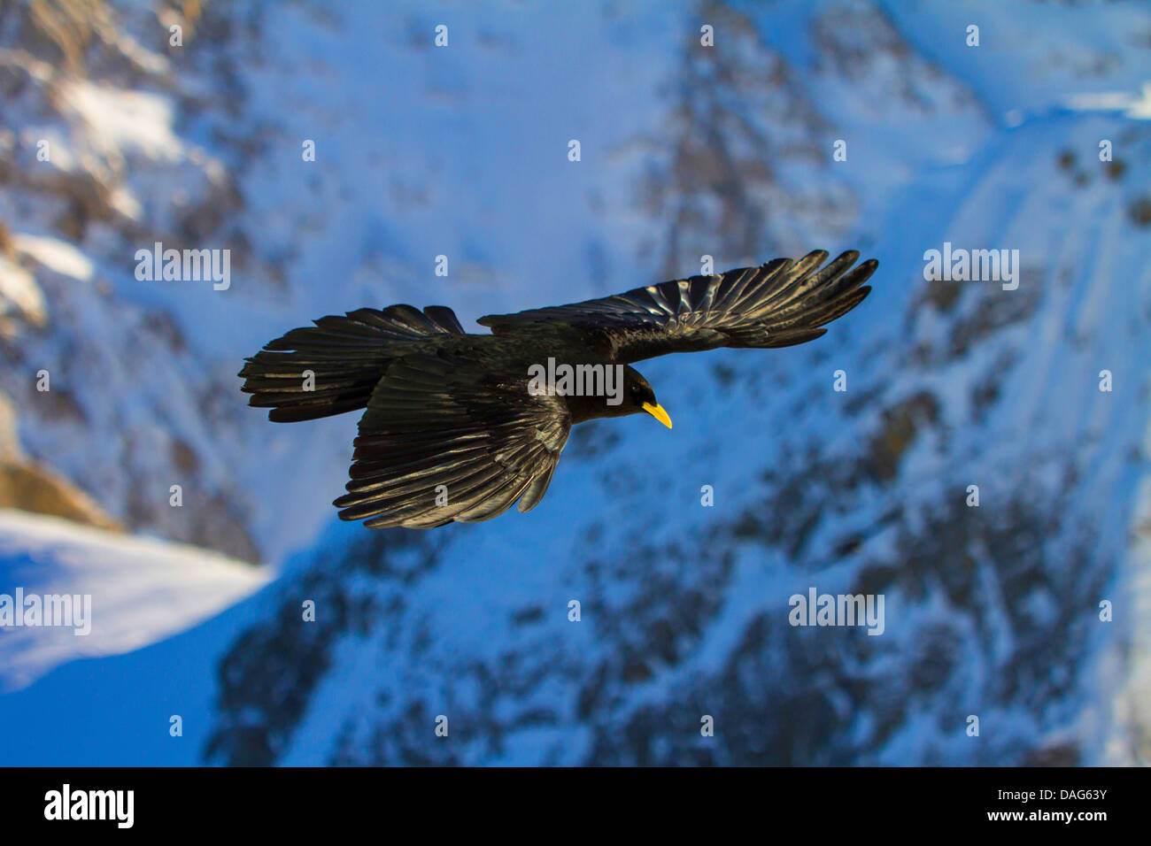 alpine chough (Pyrrhocorax graculus), in flight over the mountains ...