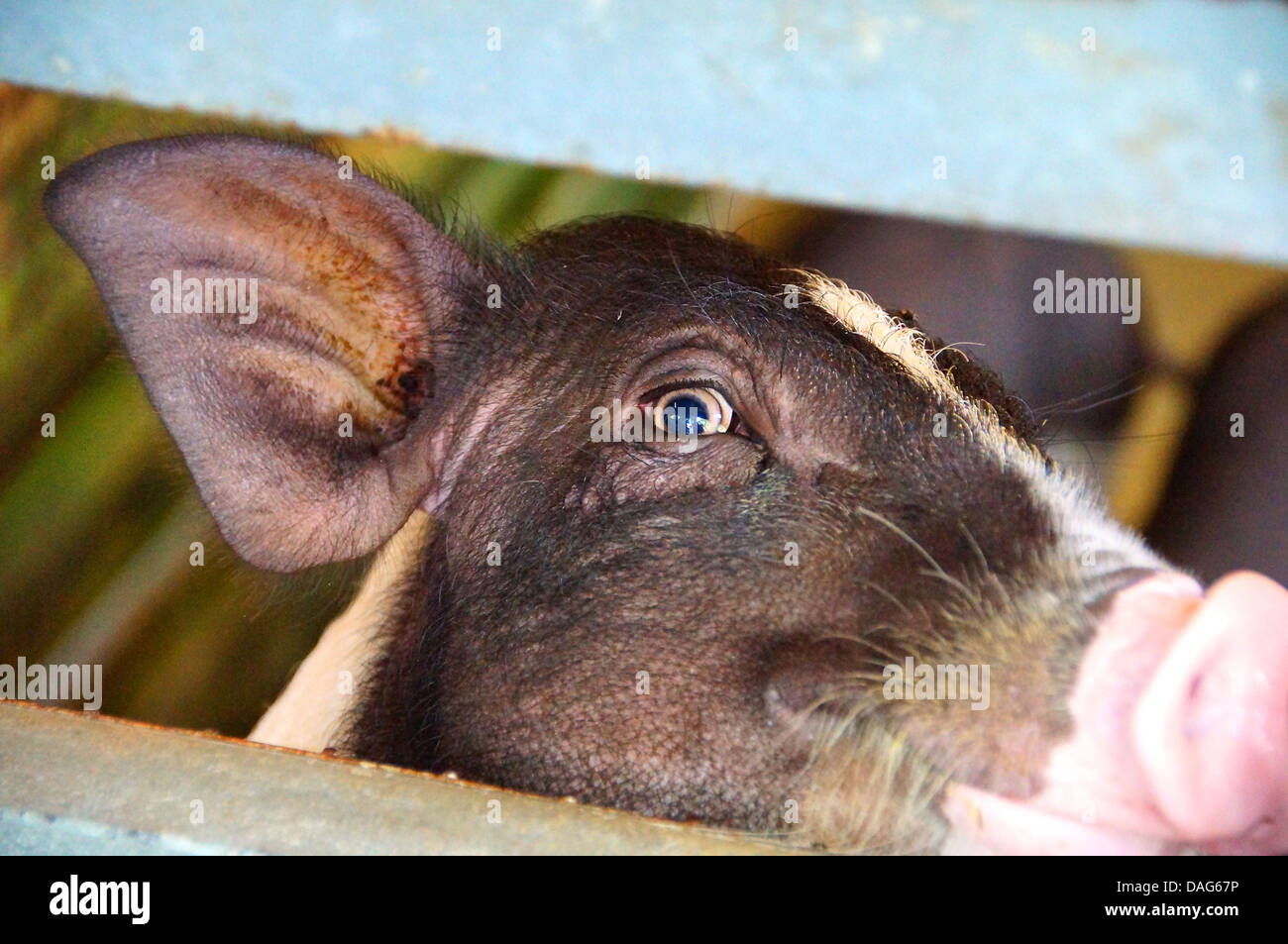 Pink pig looking at camera hi-res stock photography and images - Alamy