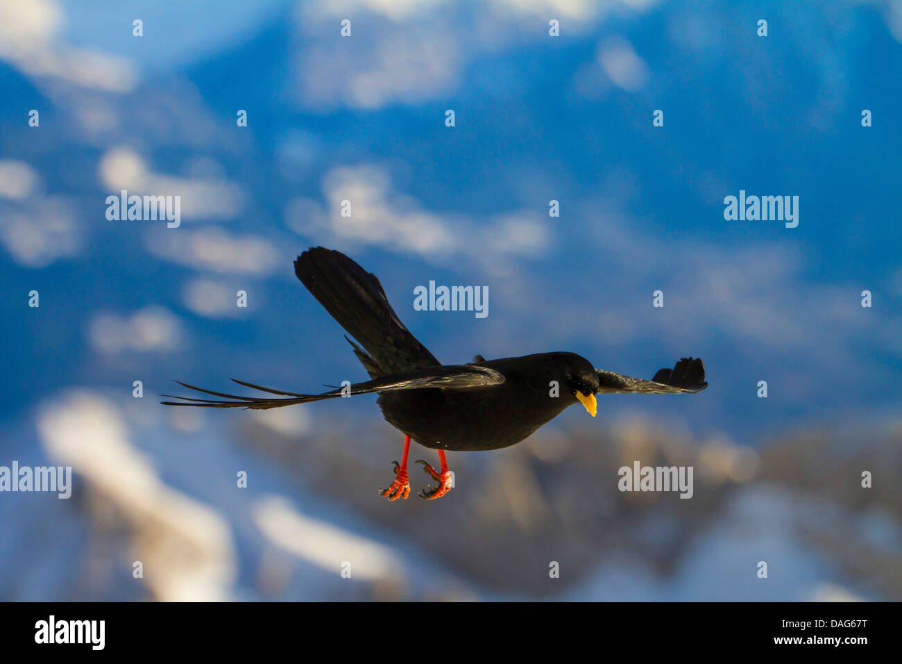alpine chough (Pyrrhocorax graculus), in flight , Switzerland, Alpstein ...