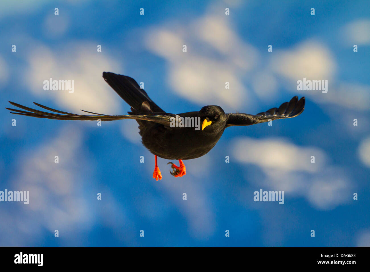 alpine chough (Pyrrhocorax graculus), in flight , Switzerland, Alpstein ...