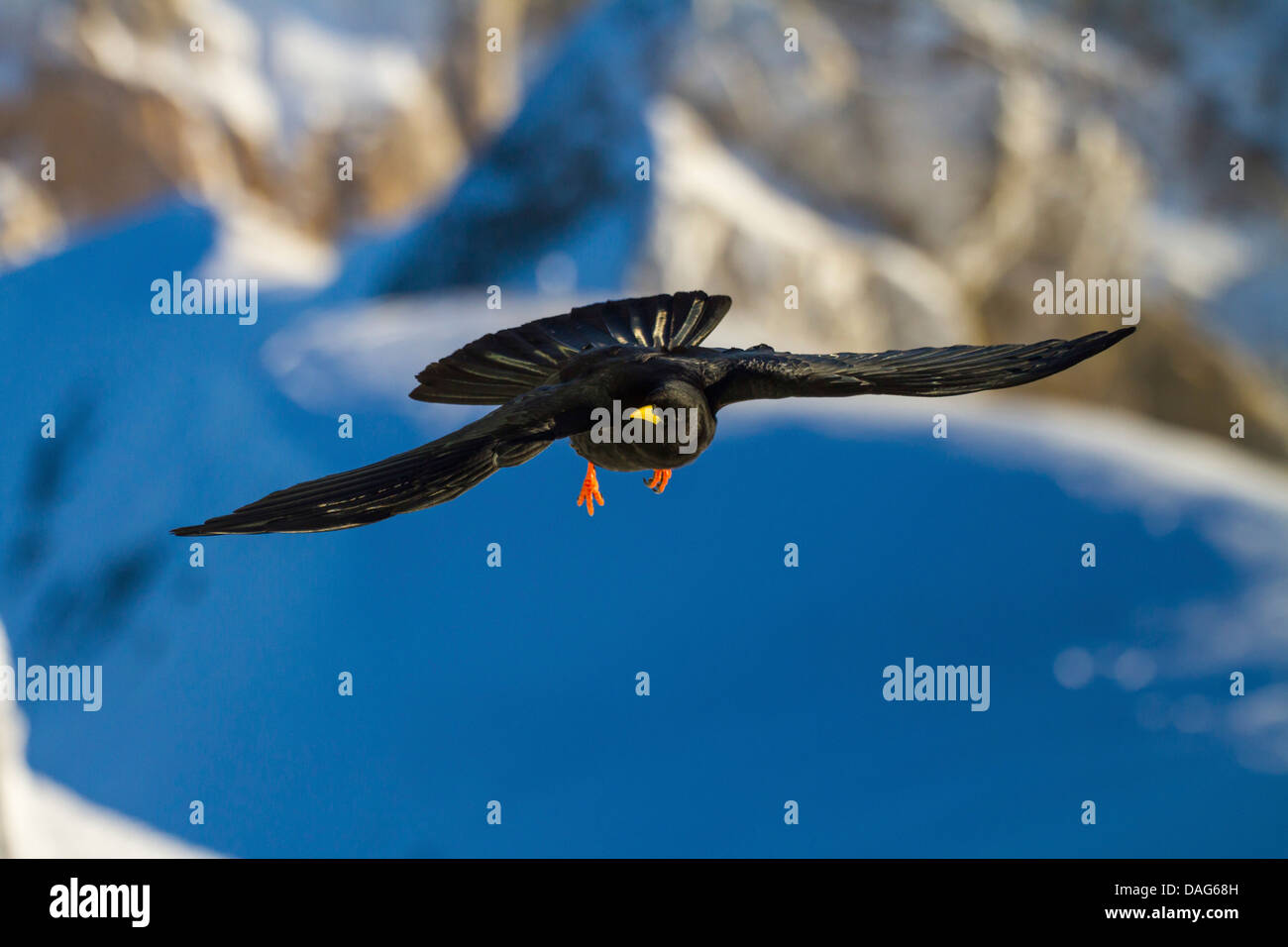 alpine chough (Pyrrhocorax graculus), in flight over the mountains ...