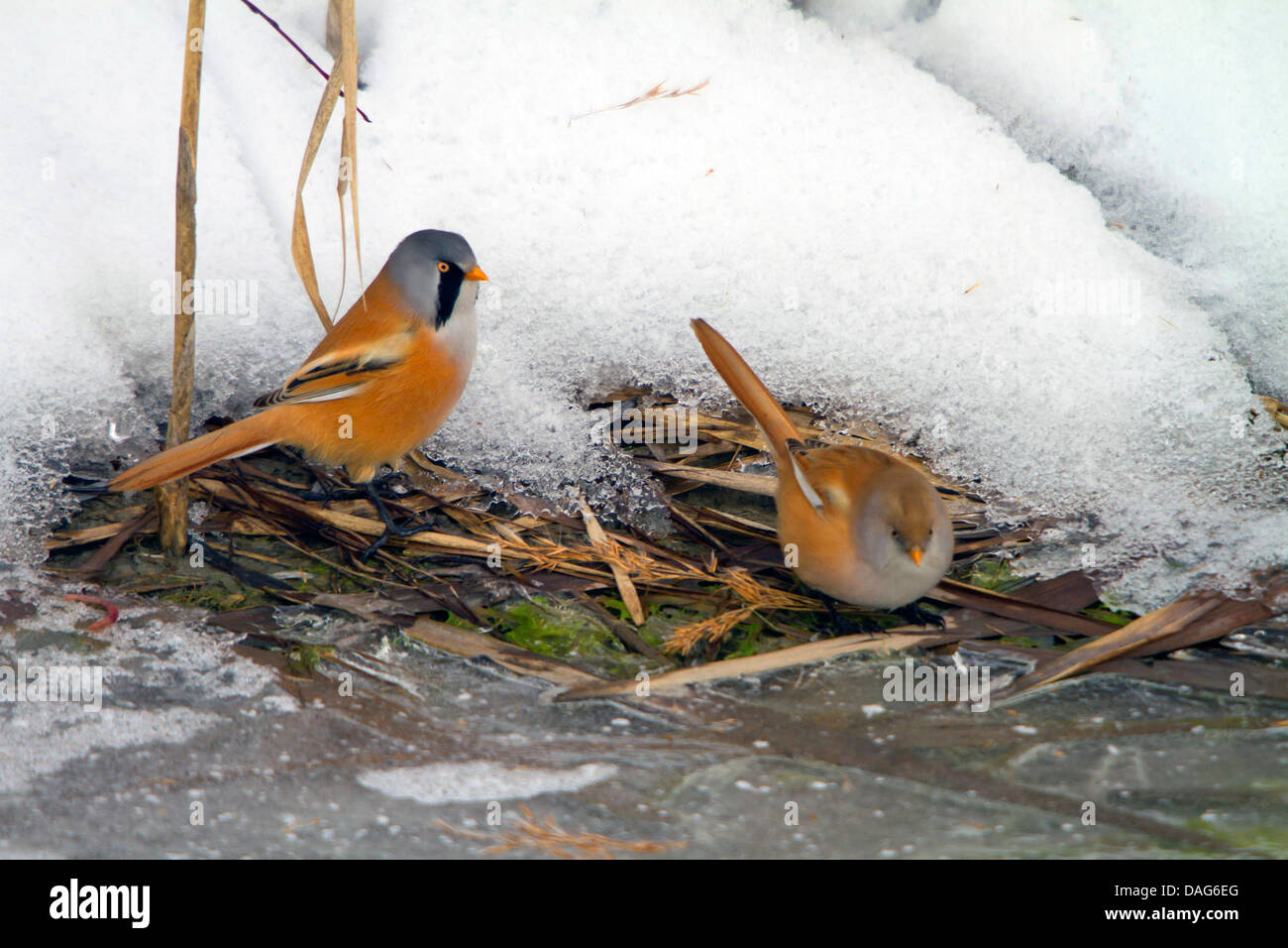 Bearded reedling, Babblers Bearded Tit (Panurus biarmicus), pair on an ...