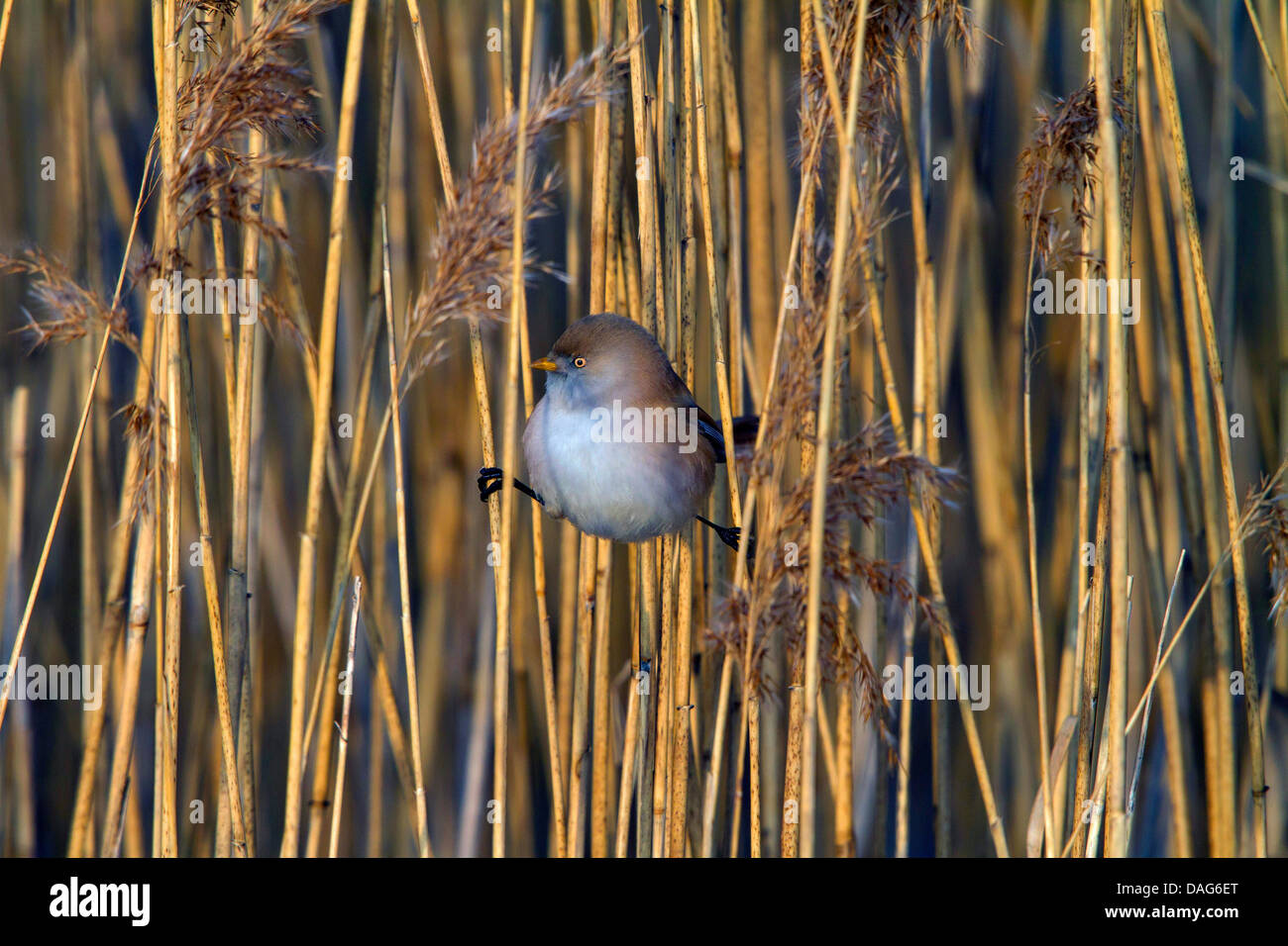 Bearded reedling, Babblers Bearded Tit (Panurus biarmicus), female ...