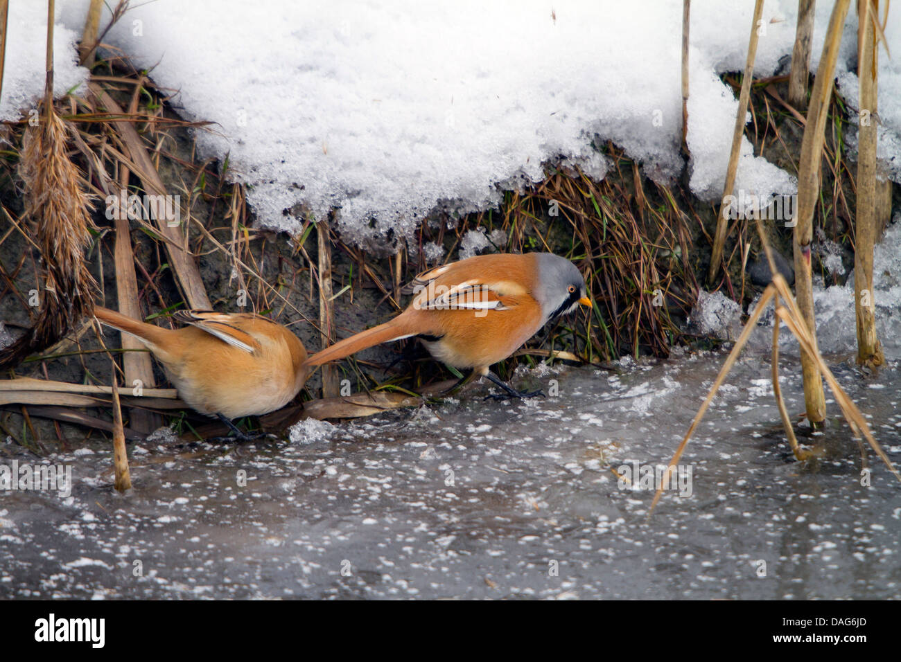 Bearded reedling, Babblers Bearded Tit (Panurus biarmicus), pair on an ...