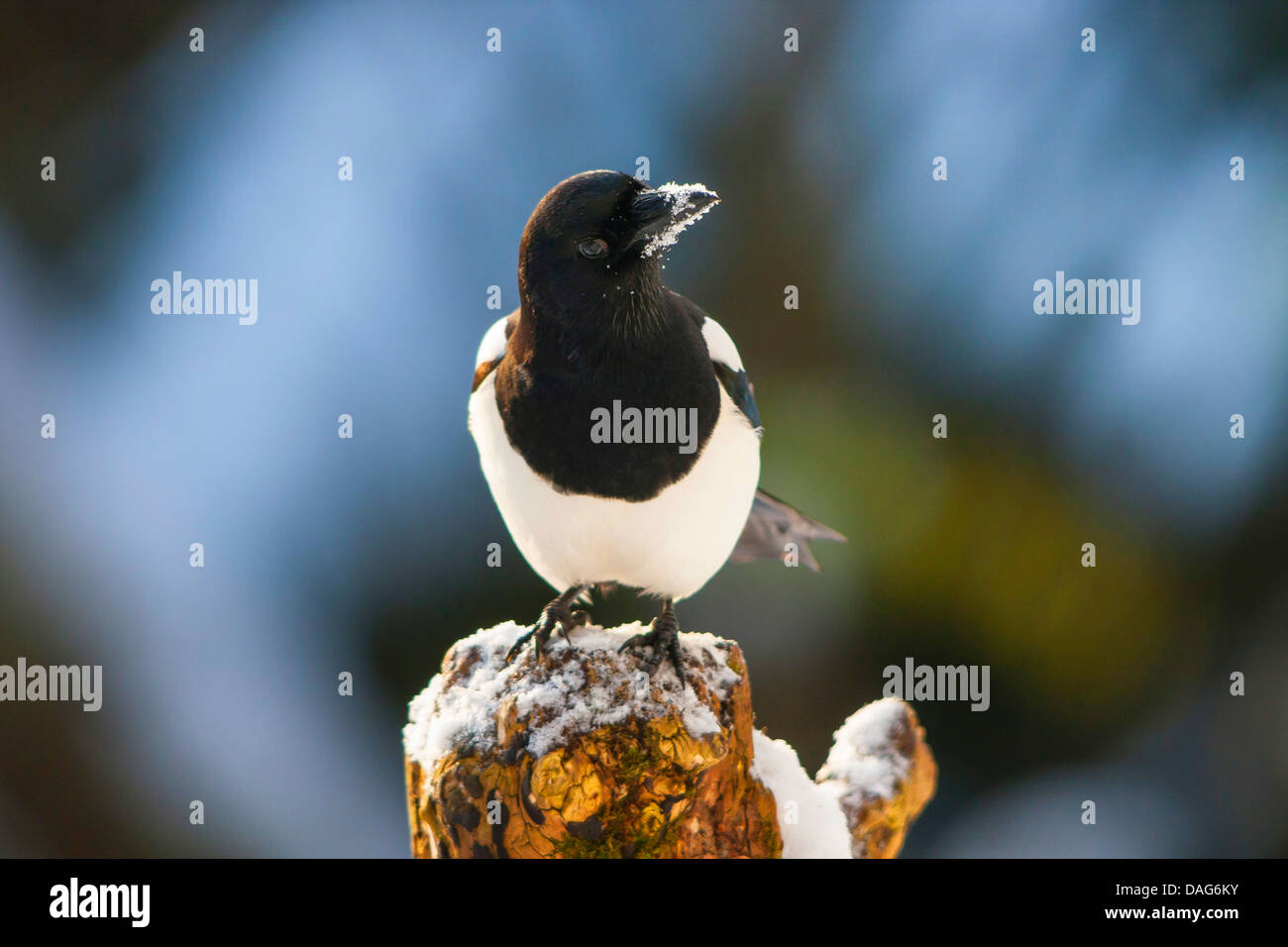 Black billed magpie dead birds hi-res stock photography and images - Alamy