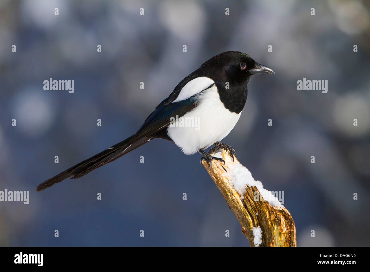 black-billed magpie (Pica pica), sitting on a snowy twig, Switzerland ...