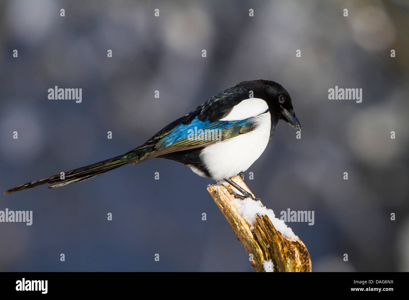 black-billed magpie (Pica pica), sitting on a snowy twig, Switzerland ...