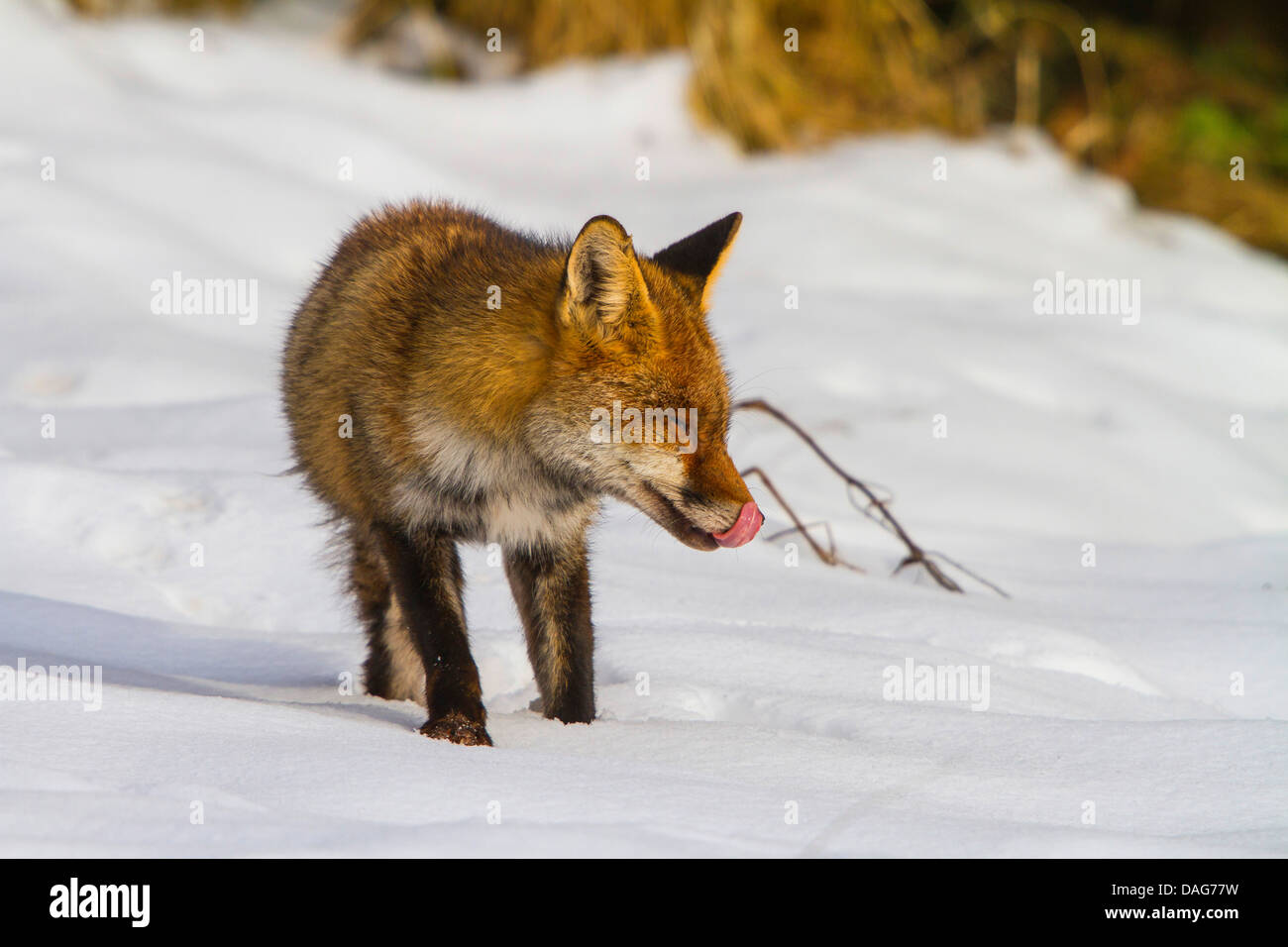 red fox (Vulpes vulpes), walking through the snow and licking the snout ...